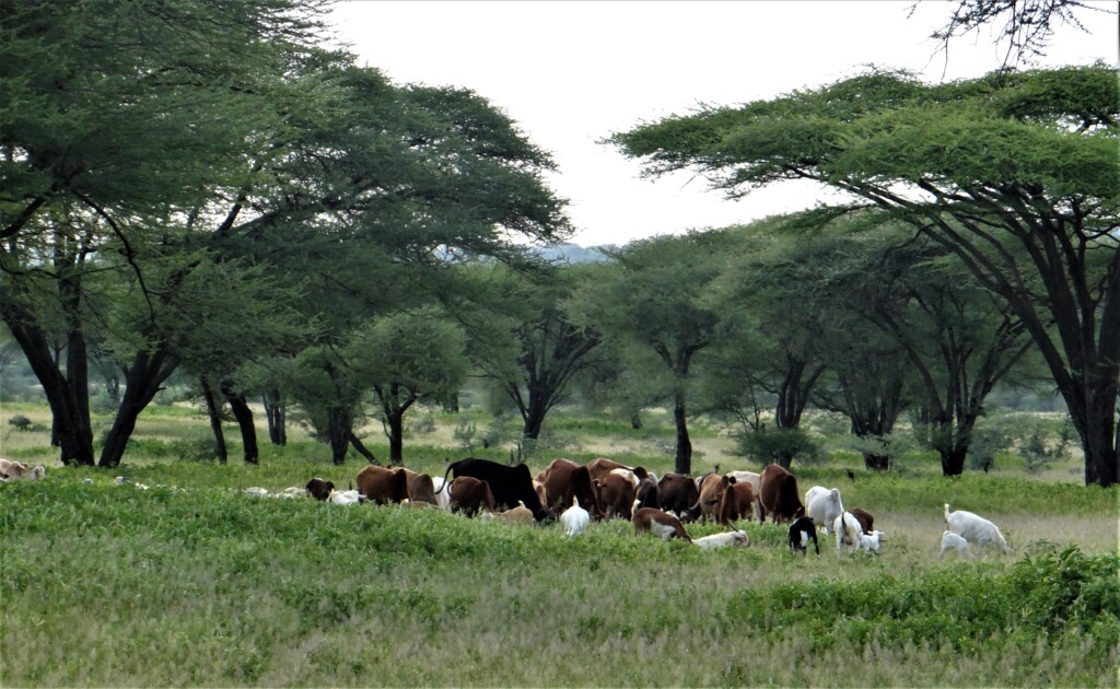 Agroforestry – IUAF