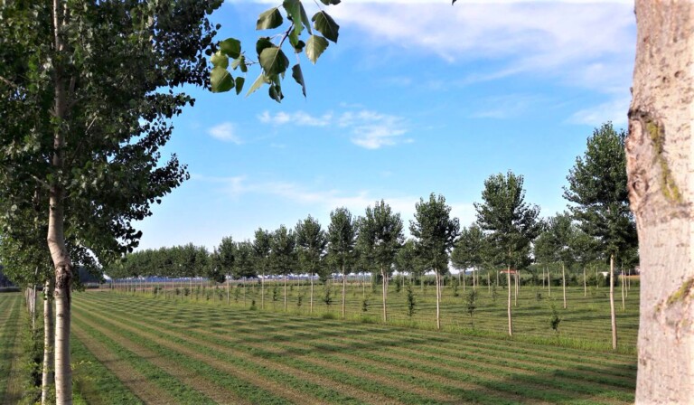 Agrisilvicultural systems – IUAF