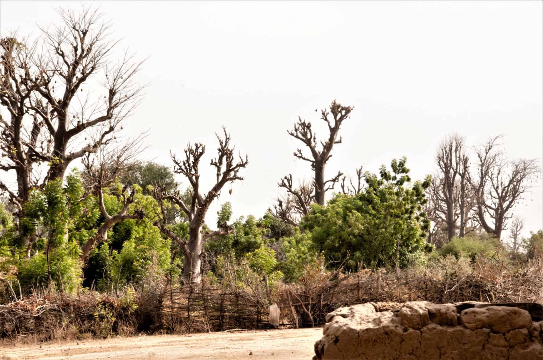 Agrisilvicultural systems – IUAF