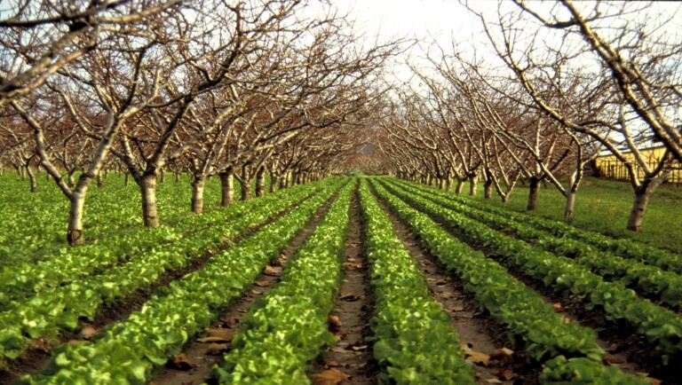 Agrisilvicultural systems – IUAF