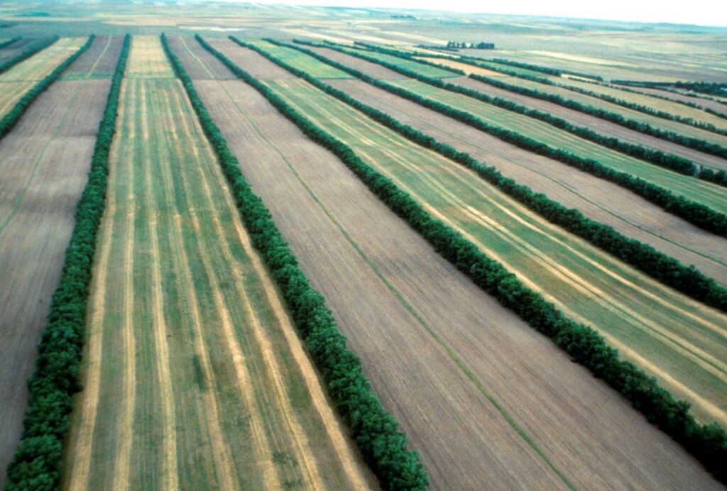 Agrisilvicultural systems – IUAF