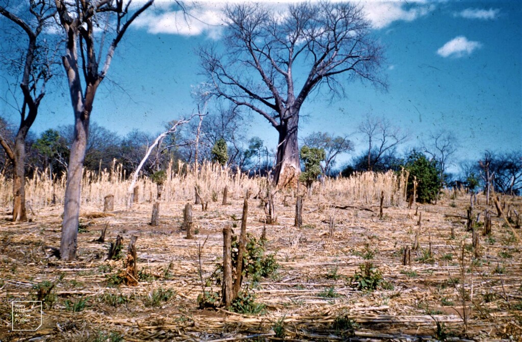Agrisilvicultural systems – IUAF