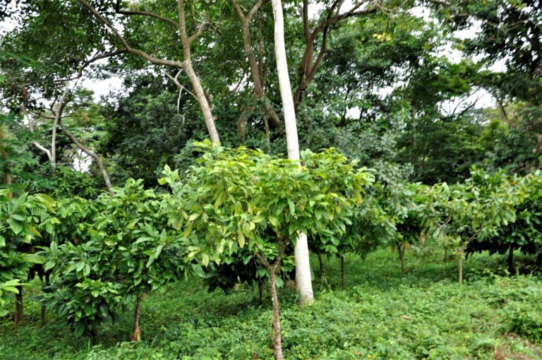 Agrisilvicultural systems – IUAF
