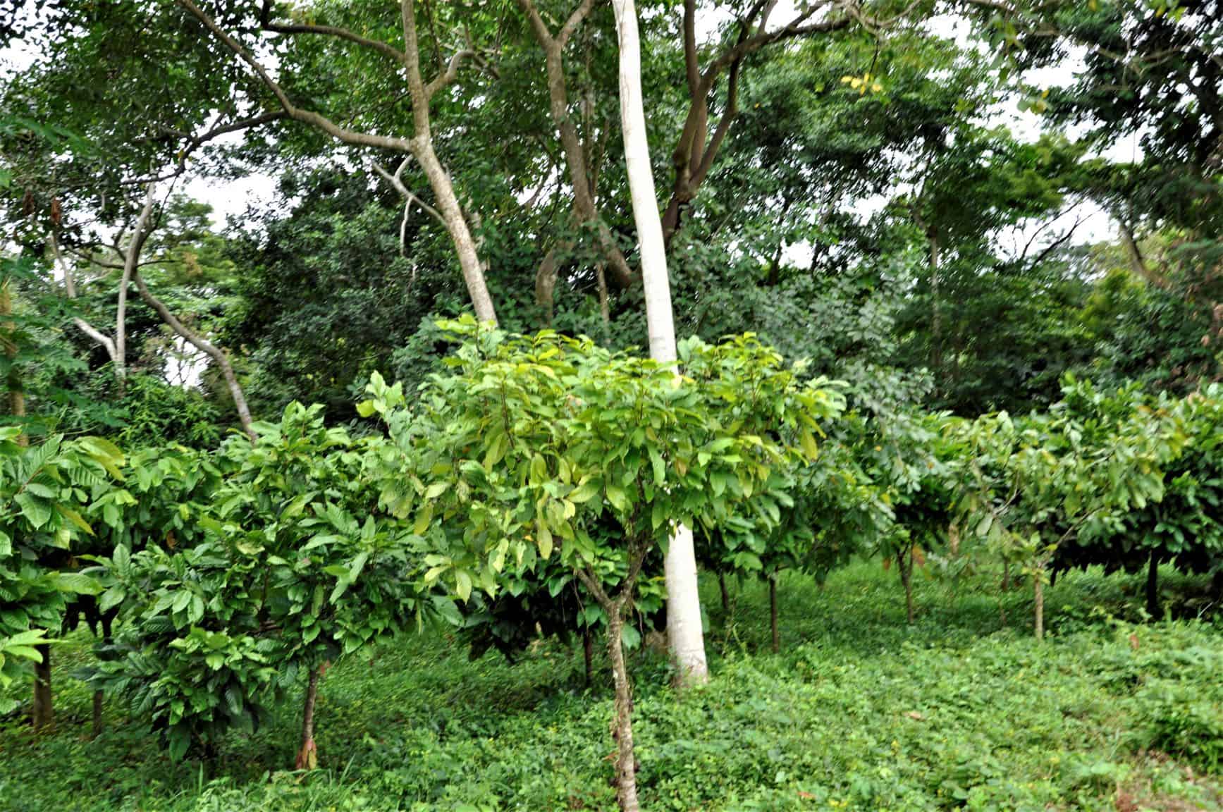 Agrisilvicultural systems – IUAF