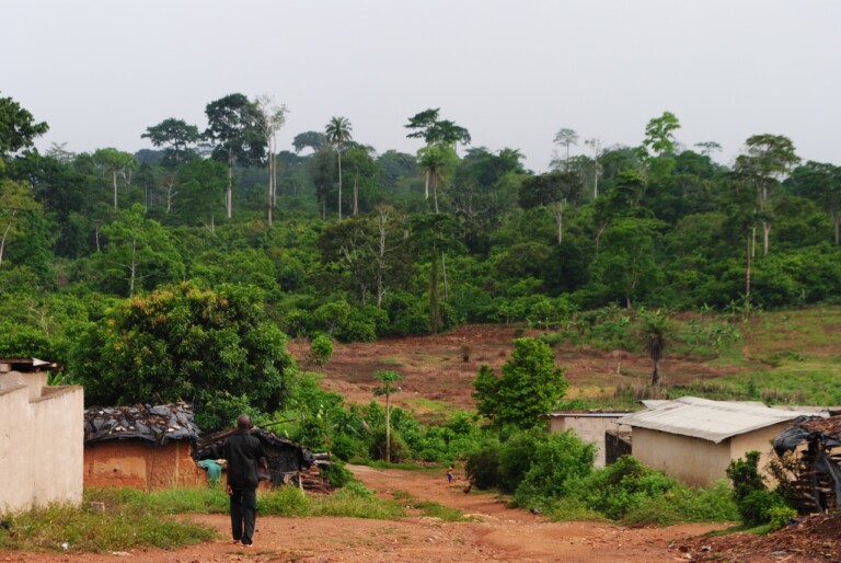 Agrisilvicultural systems – IUAF