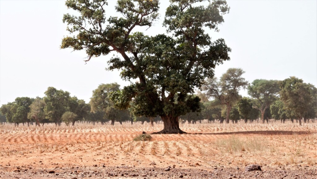 Agrisilvicultural systems – IUAF