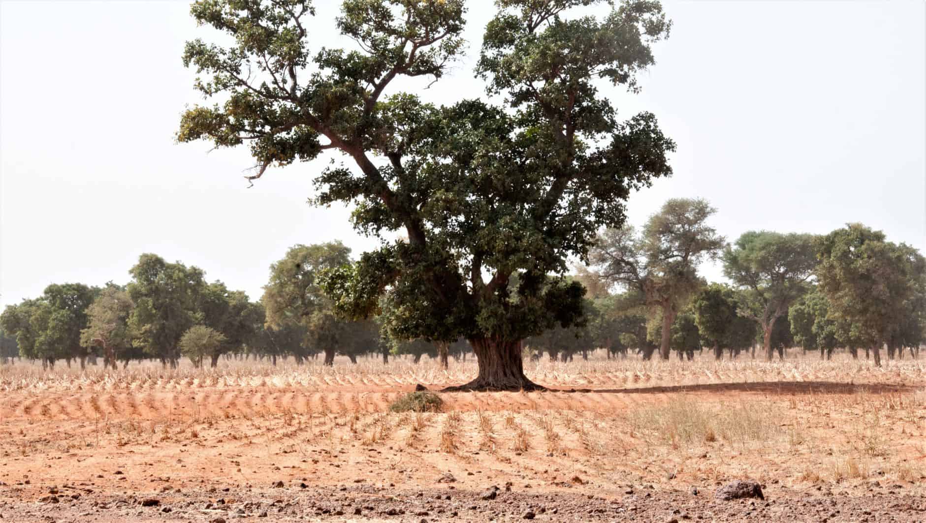 Agrisilvicultural systems – IUAF