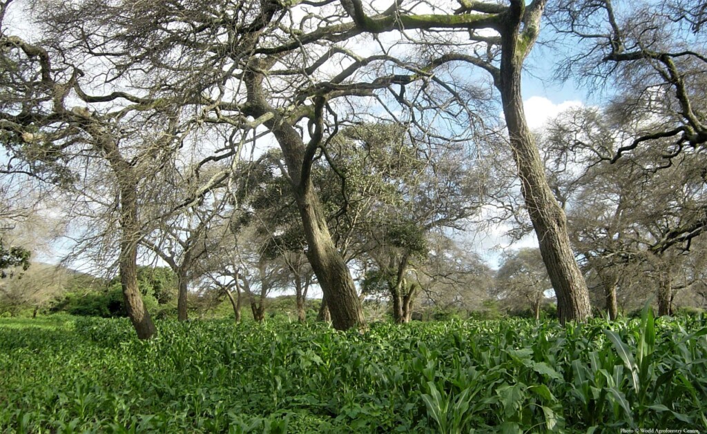 Agrisilvicultural systems – IUAF