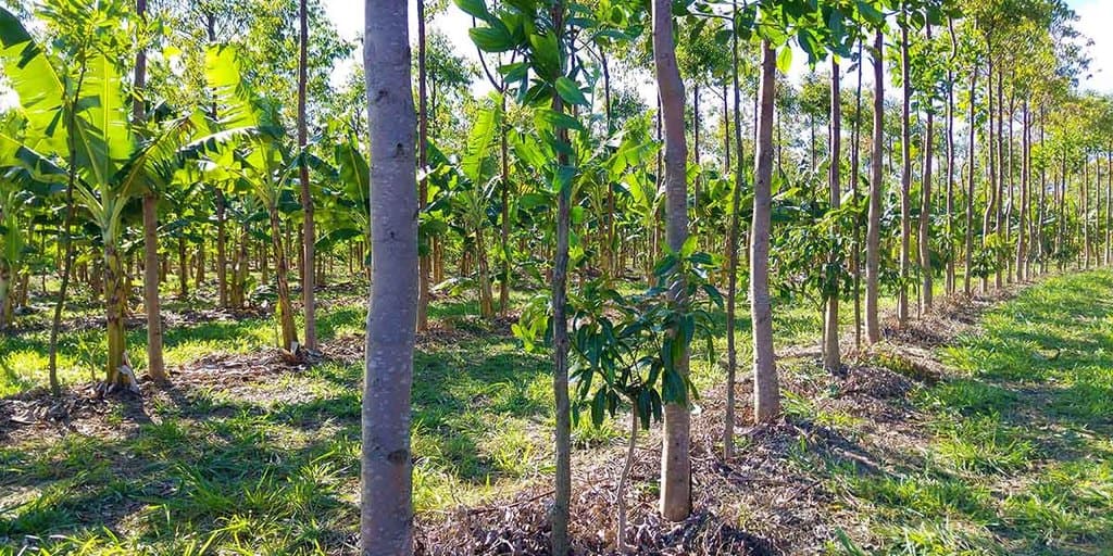Agrisilvicultural systems – IUAF